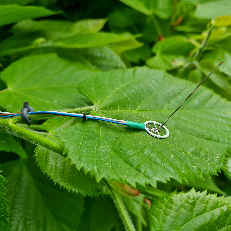 Leaf temperature | Ecomatik GmbH