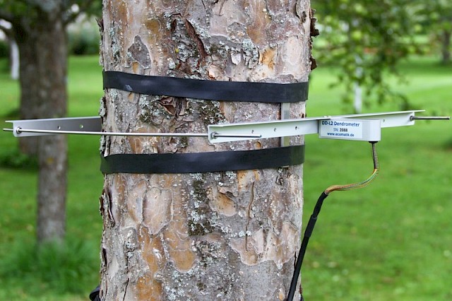 Growth and plant water status