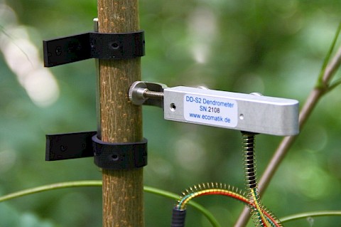 Growth and plant water status