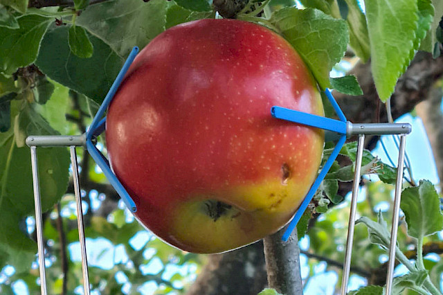 Growth and plant water status