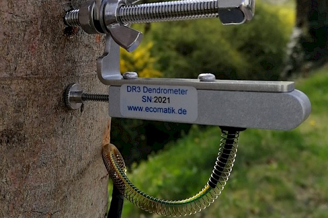 Growth and plant water status