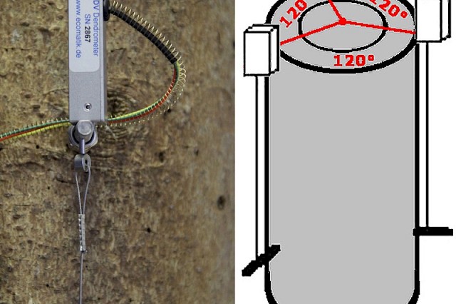Growth and plant water status