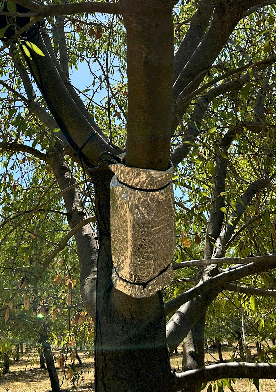 Stem water potential | Ecomatik GmbH